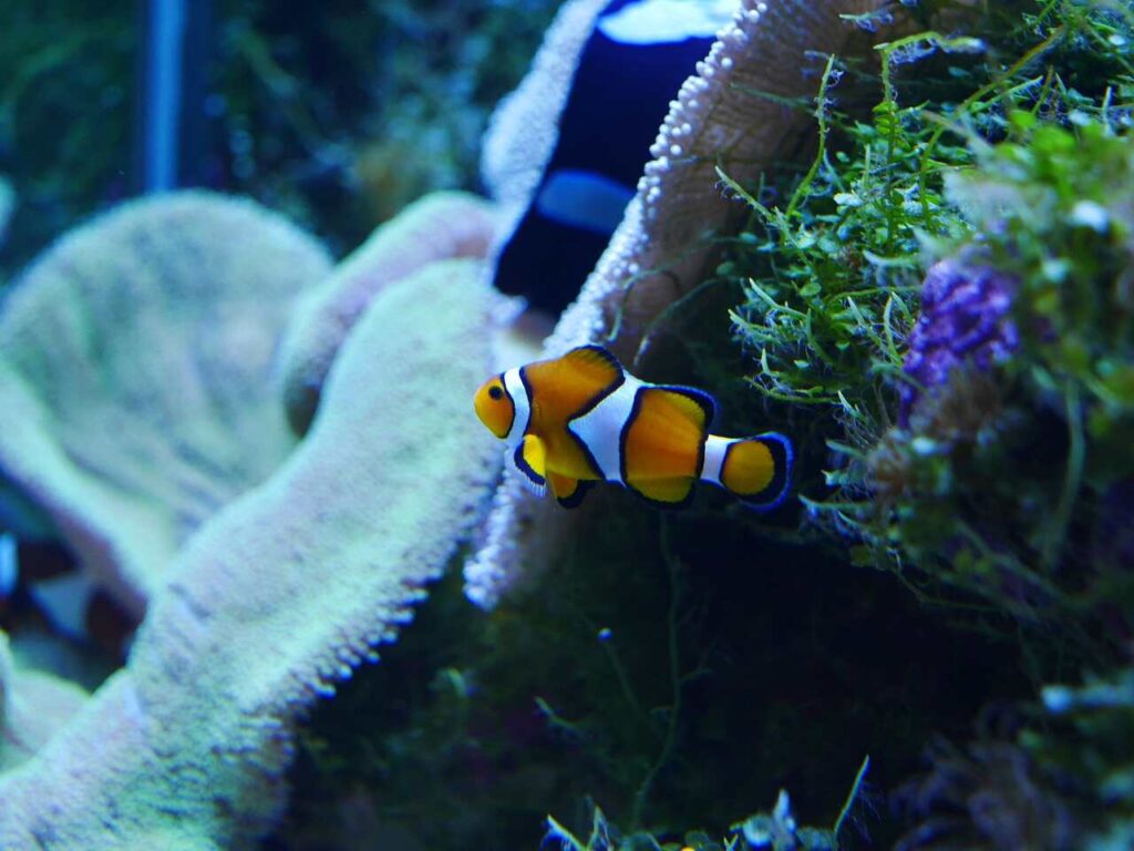 Bloat In Finding Nemo - Kirkendalleffect.com